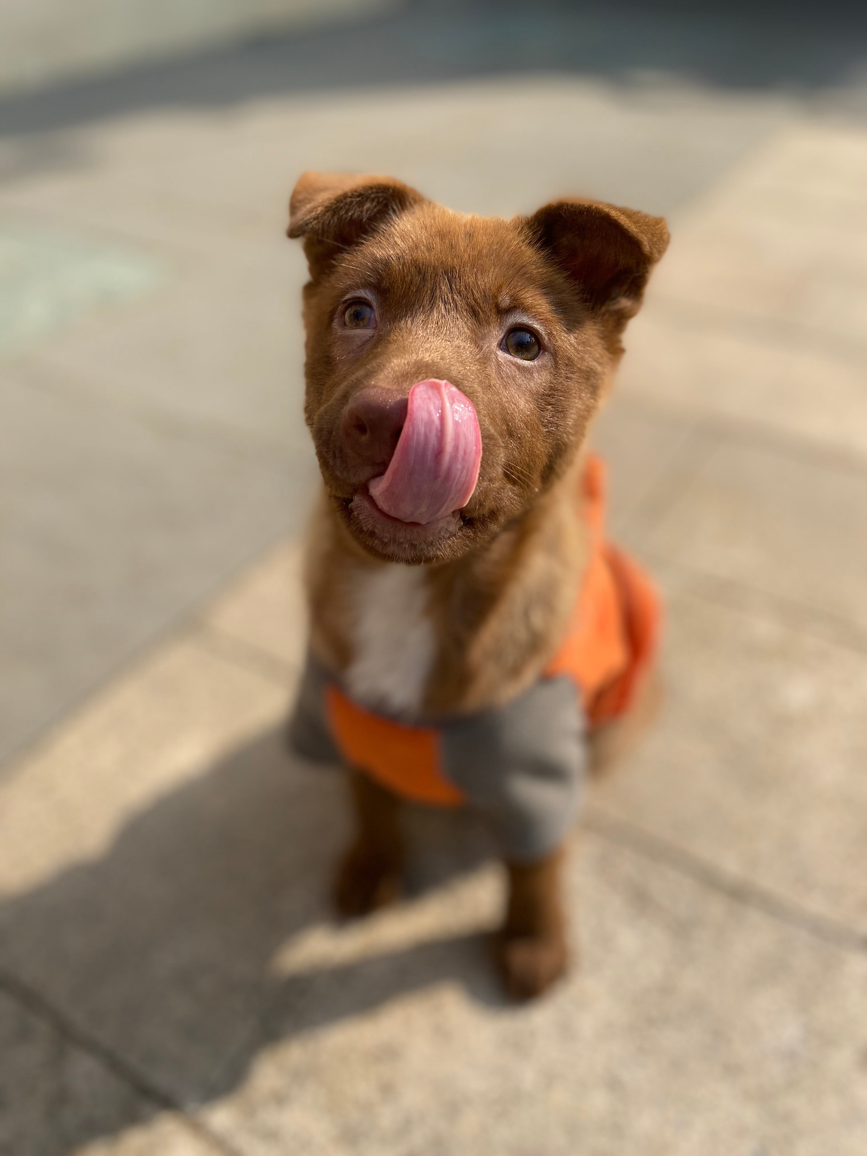 Helping Stray Friends | Unique Pet ID Tags by Bashtags