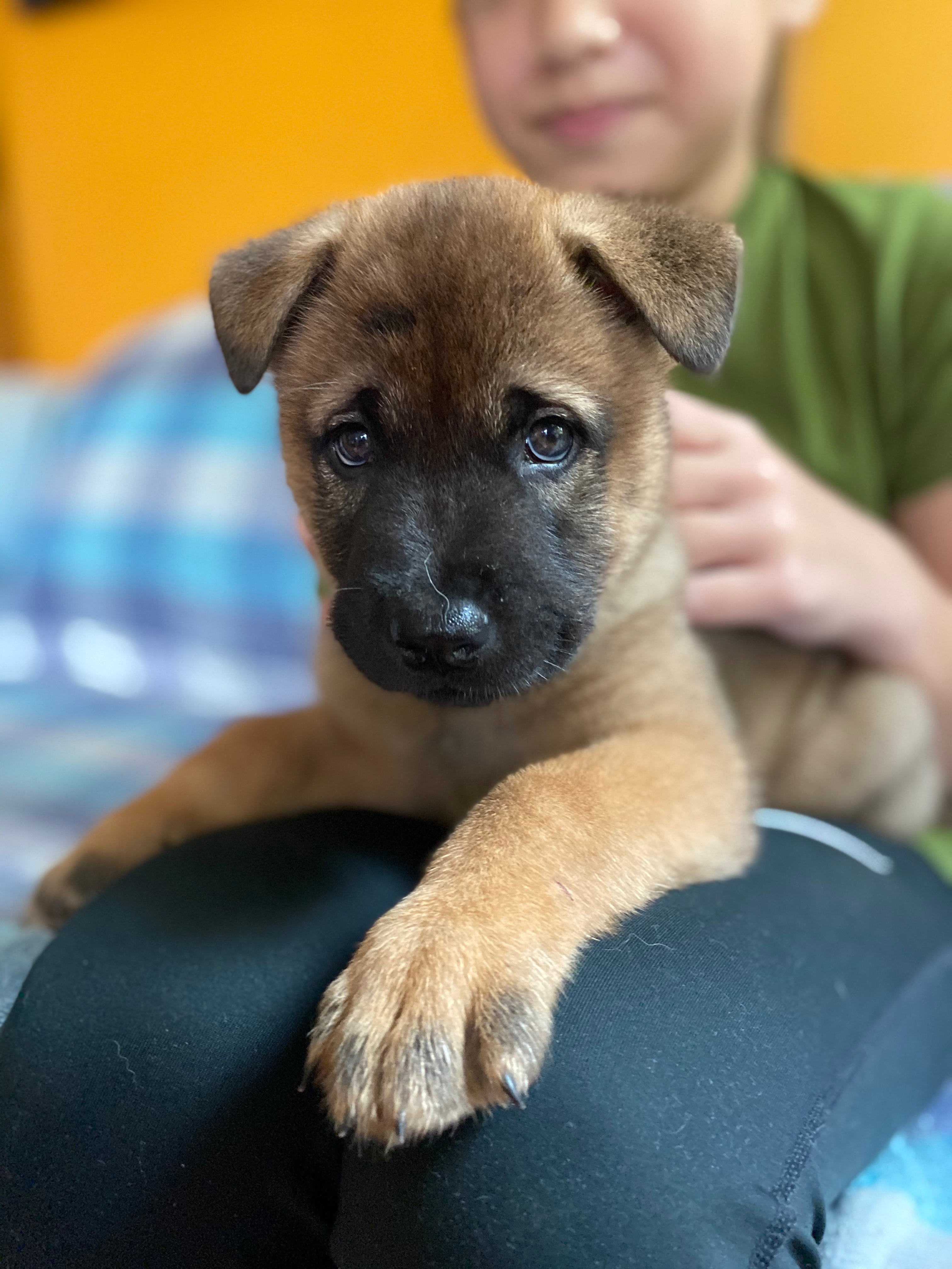 Helping Stray Friends | Unique Pet ID Tags by Bashtags