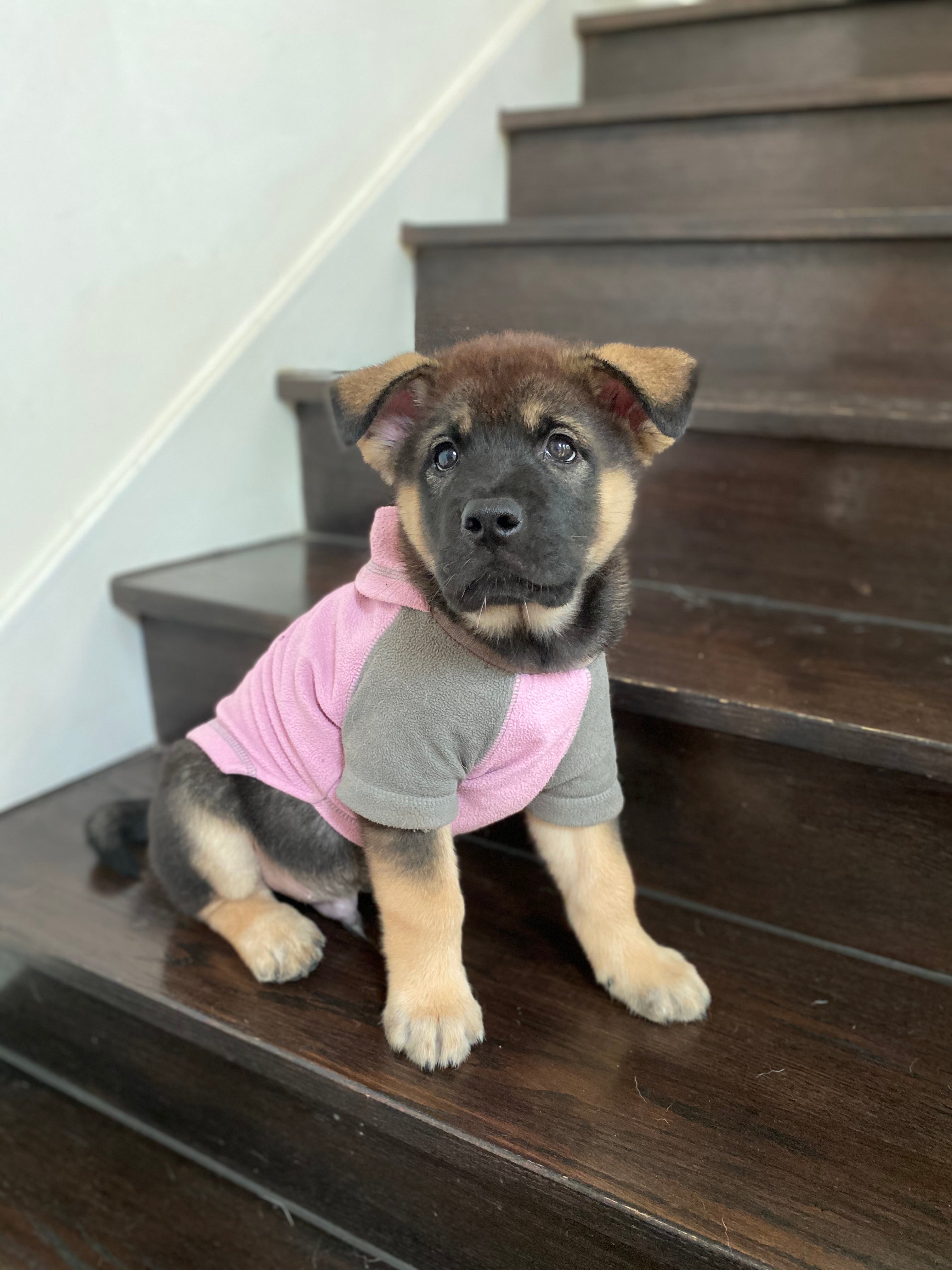 Helping Stray Friends | Unique Pet ID Tags by Bashtags