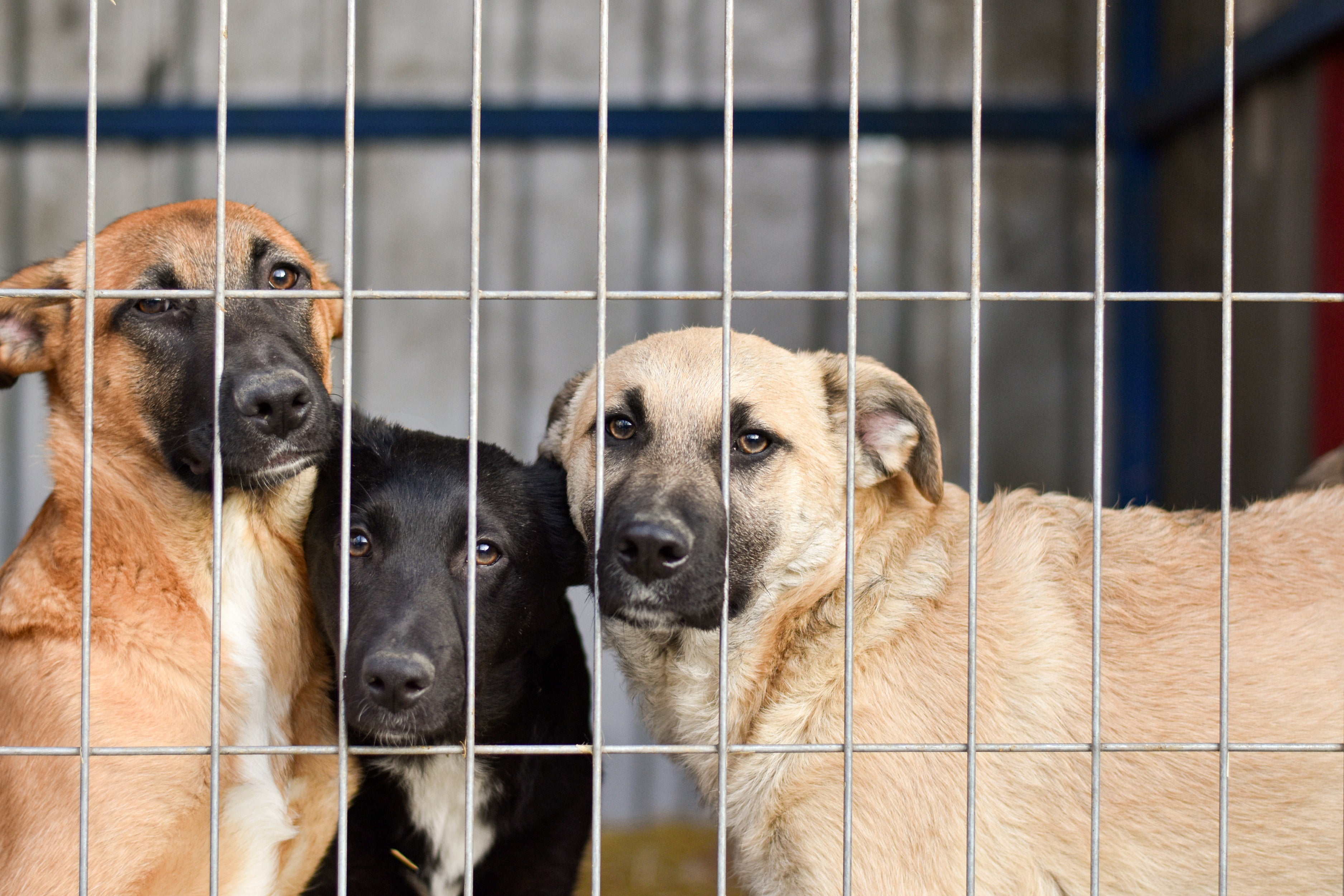 Helping Stray Friends | Unique Pet ID Tags by Bashtags